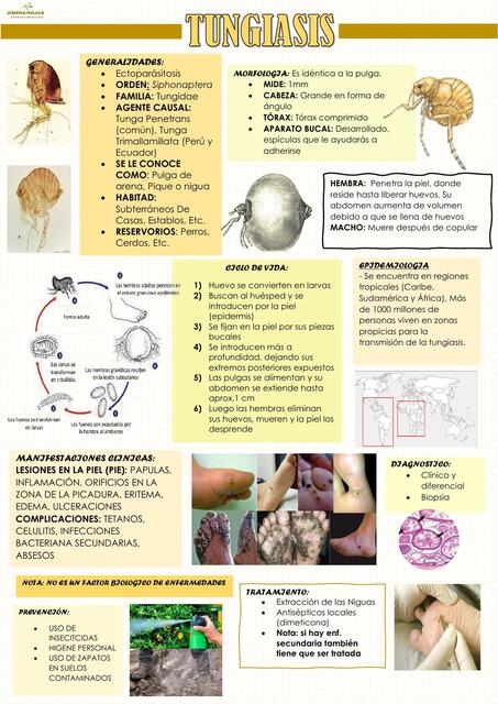 TUNGIASIS | 𝙹𝙸𝙼𝙴𝙽𝙰 𝚁𝙾𝙹𝙰𝚂 - 𝙰𝙿𝚄𝙽𝚃𝙴𝚂 𝙼𝙴𝙳𝙸𝙲𝙸𝙽𝙰 | uDocz