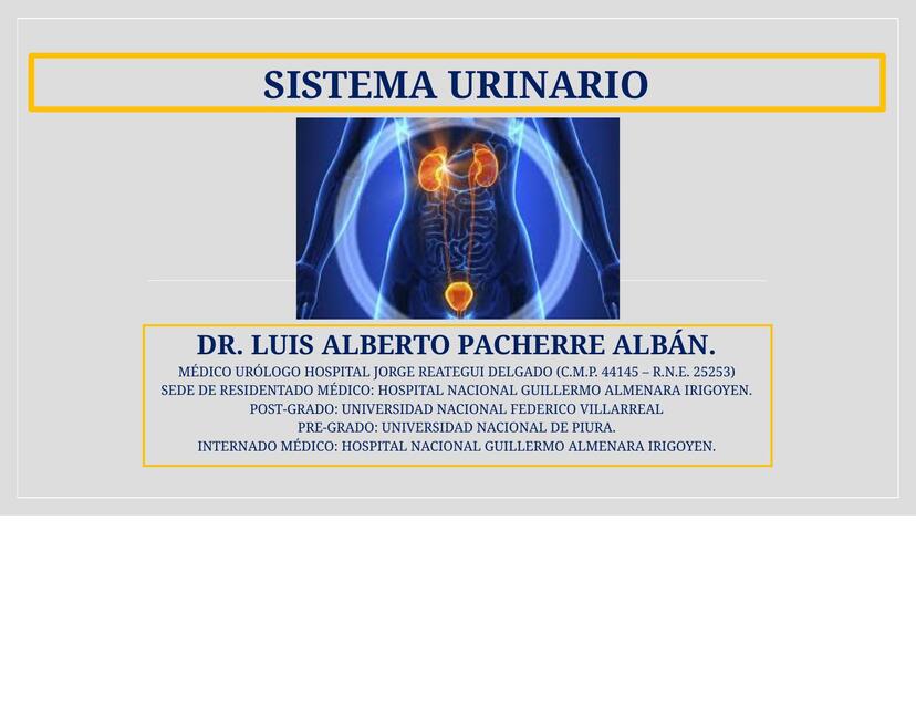 1 SISTEMA URINARIO ppt | ALBERT AUGUSTO BRICEÑO COVEÑAS | uDocz