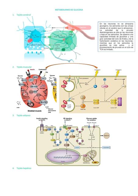 Metabolismo de glucosa | Astrid Olivares | uDocz