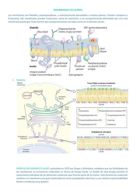 Membrana celular | Astrid Olivares | uDocz