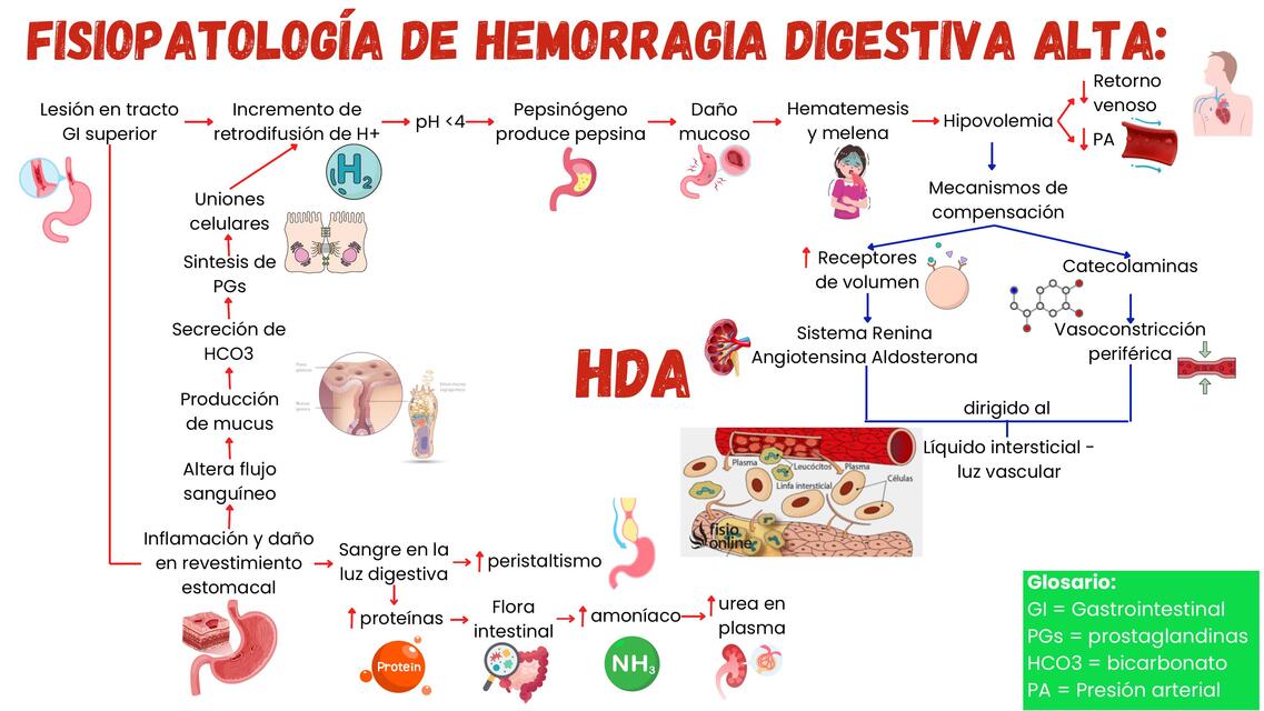 Fisiopatología de Hemorragia Digestiva Alta | WILSON ELIAS LOPEZ VARGAS | uDocz
