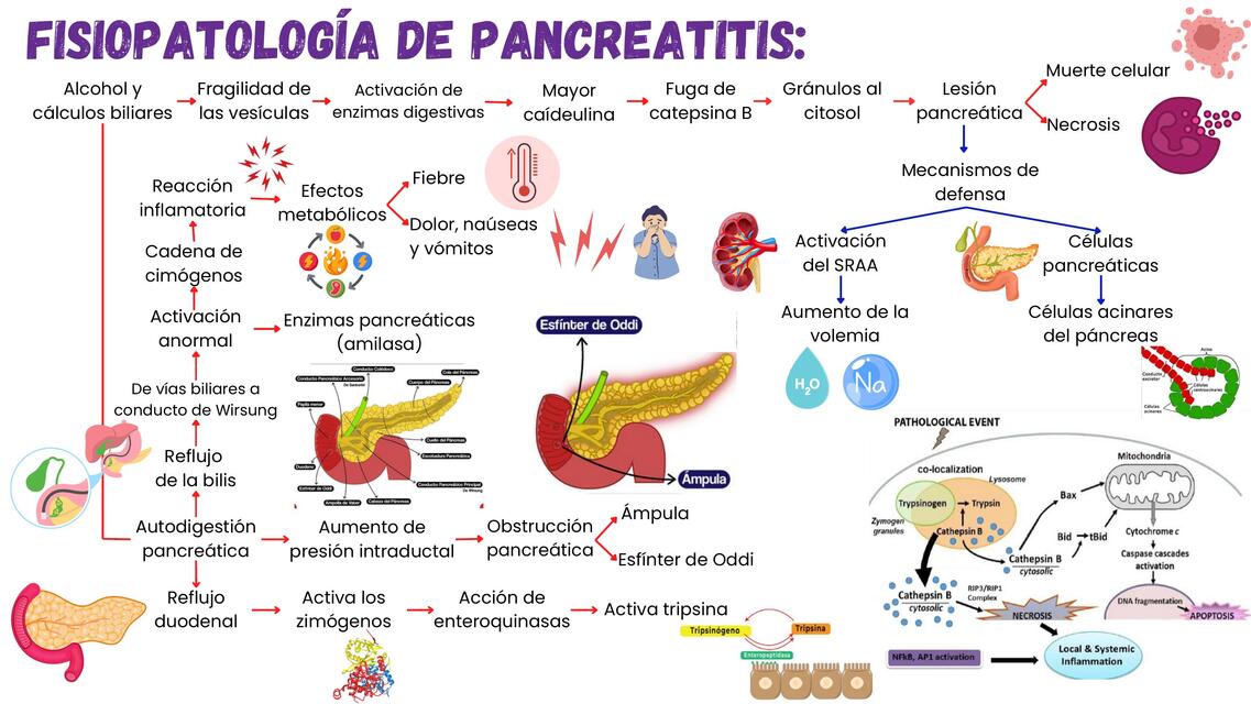 Fisiopatología de Pancreatitis | WILSON ELIAS LOPEZ VARGAS | uDocz