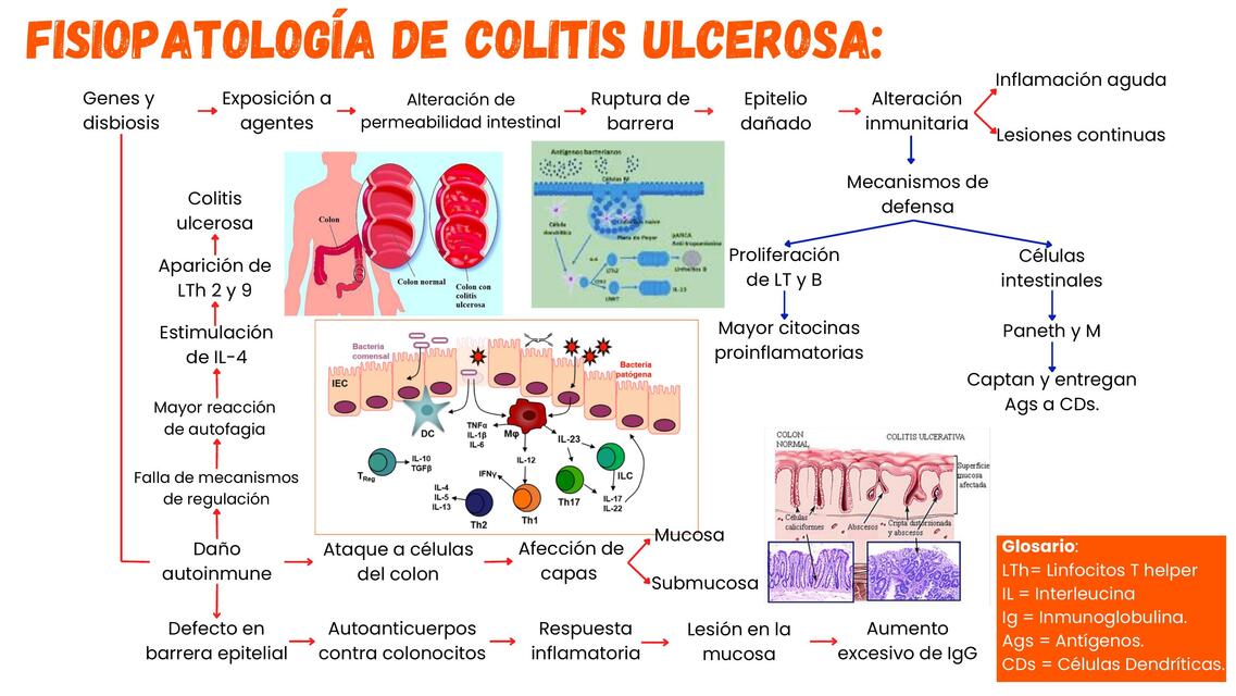 Fisiopatología de Colitis Ulcerosa | WILSON ELIAS LOPEZ VARGAS | uDocz