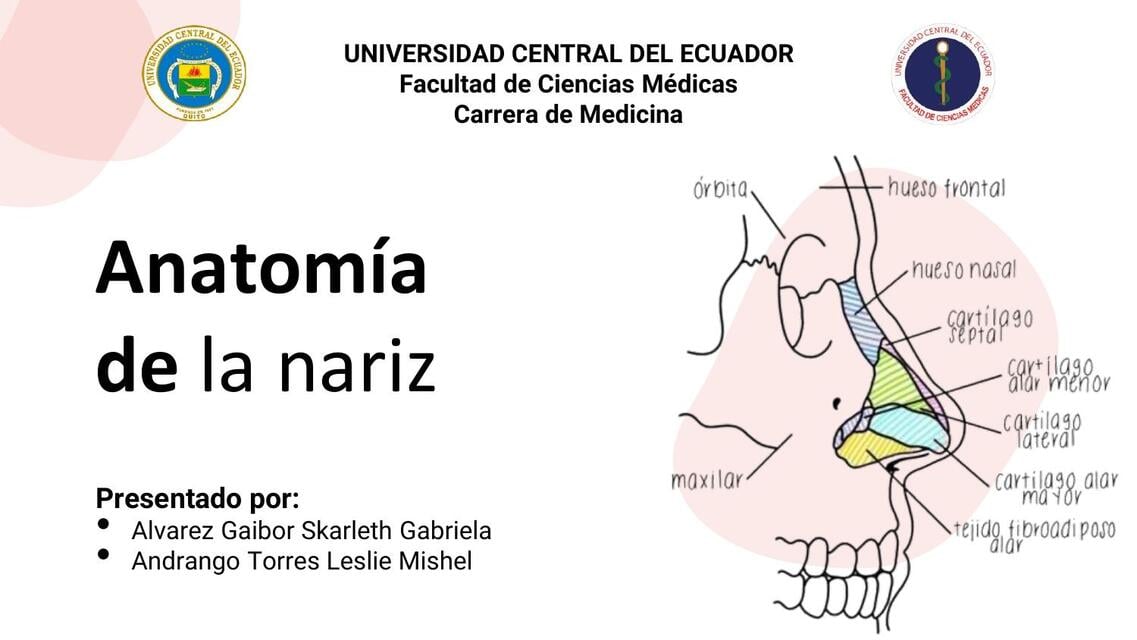 Presentación Anatomía de la nariz | Skarleth Alvarez | uDocz