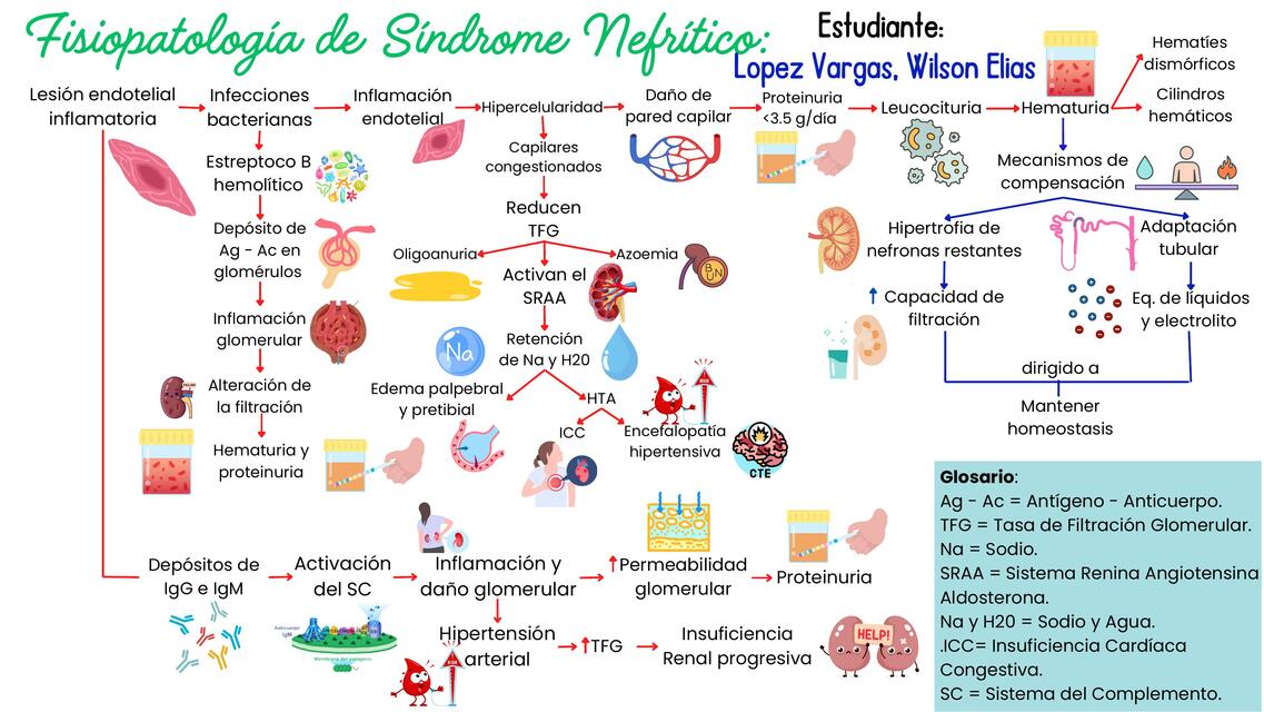 Fisiopatología de Síndrome Nefrítico: | WILSON ELIAS LOPEZ VARGAS | uDocz
