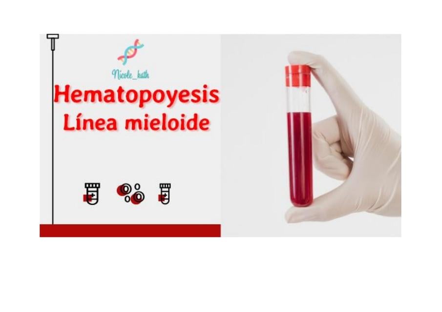 Hematopoyesis Línea Mieloide | Katherine Méndez | uDocz