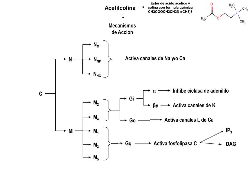 Acetilcolina | Ahmed Casana | uDocz