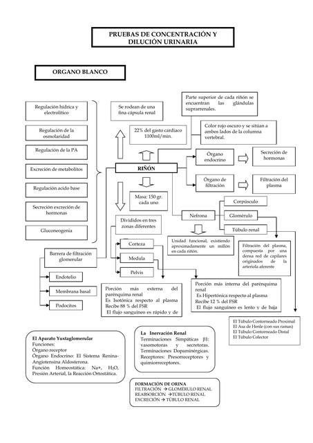 Diuresis | Ahmed Casana | uDocz