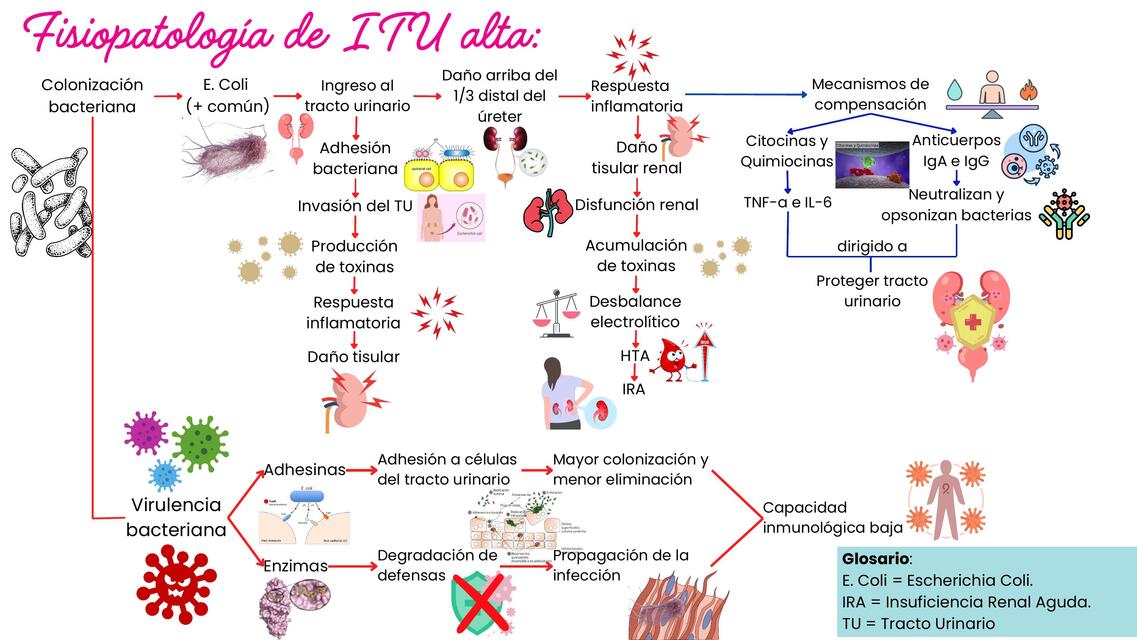Fisiopatología de ITU alta | WILSON ELIAS LOPEZ VARGAS | uDocz