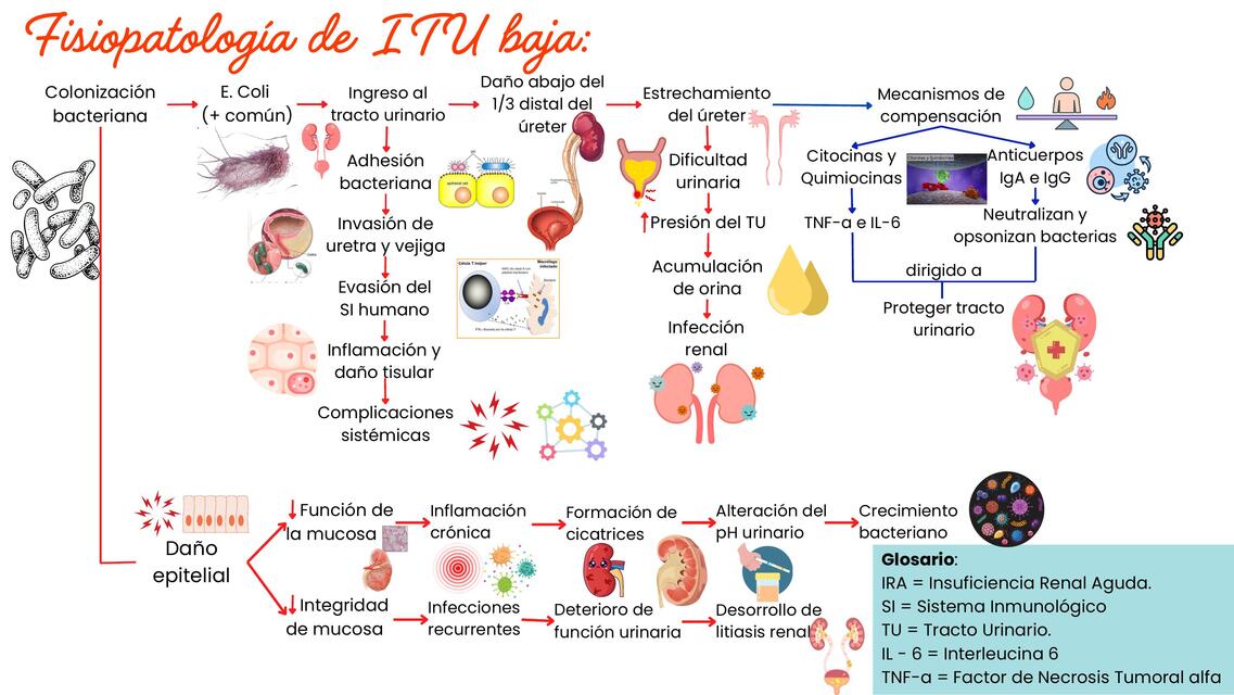 Fisiopatología de ITU baja: | WILSON ELIAS LOPEZ VARGAS | uDocz
