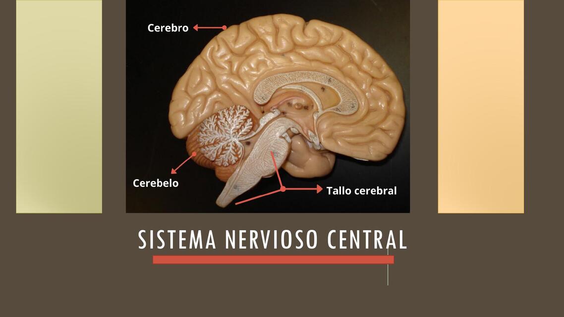5 Generalidades Sistema Nervioso Central | Sara | uDocz