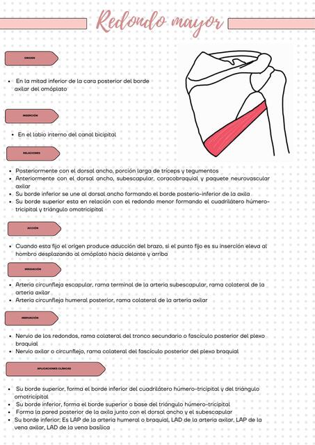 REDONDO MAYOR | medap_untes | uDocz