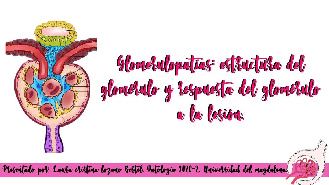 Glomerulopatias estructura del glomérulo y respuestas patologicas del ...