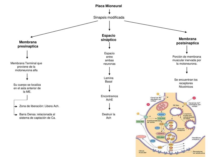Placa Mioneural | Ahmed Casana | uDocz