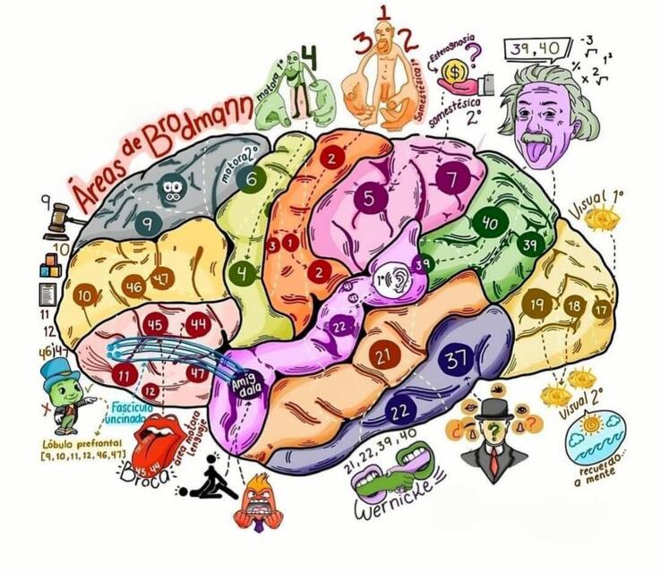 Áreas de Brodmann | Anónimo | uDocz
