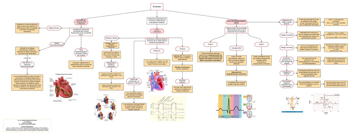 Mapa Corazón Fisiología | KARLA NICOLLE | uDocz