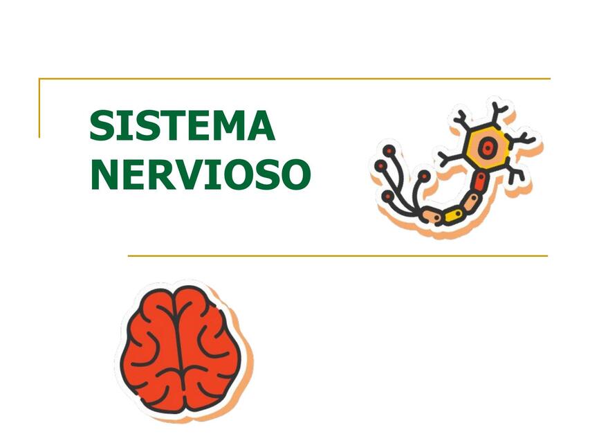 2 4 Sistema nervioso | sofia | uDocz