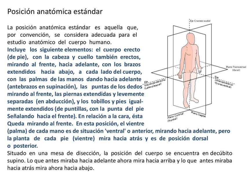 Anatomia Descriptiva | Ahmed Casana | uDocz