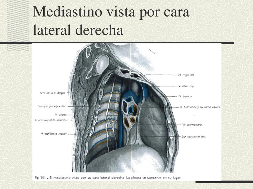 Mediastino | Ahmed Casana | uDocz