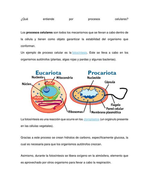 Qué entiende por procesos celulares | BUSTOS BARRERA | uDocz
