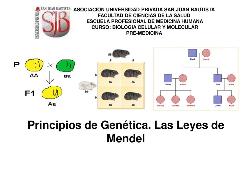 Principios de Genética y Leyes de Mendel
