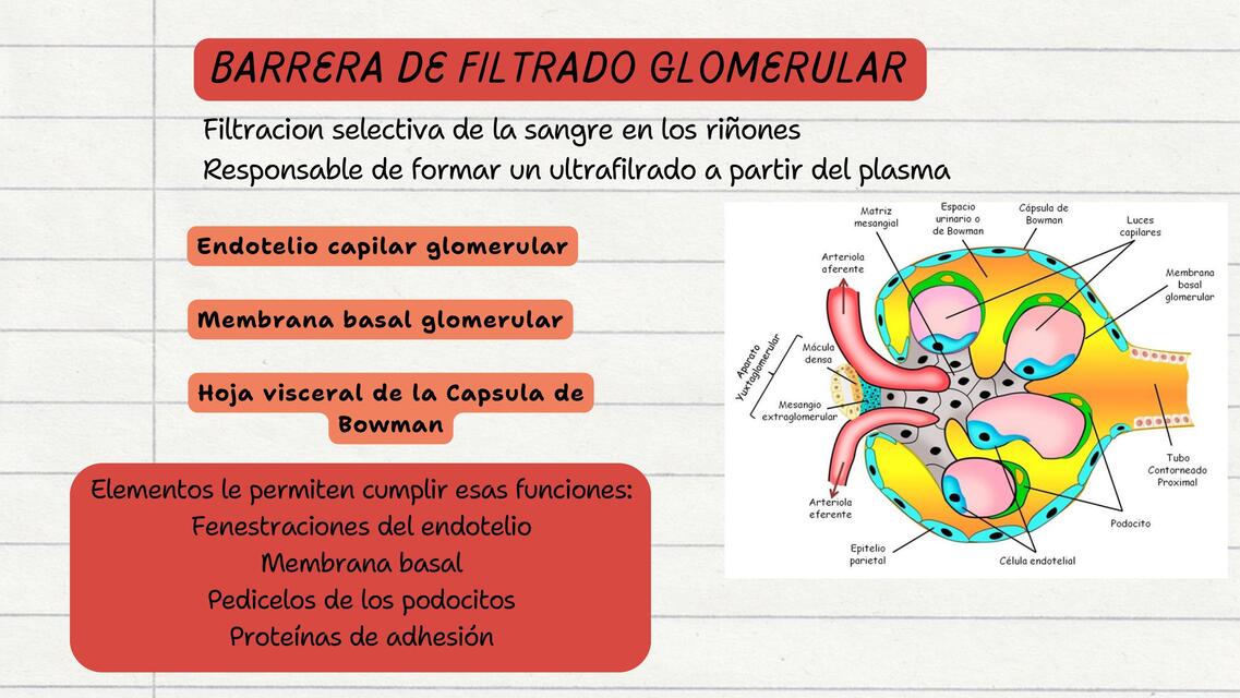 Barrera de filtracion | Irena | uDocz