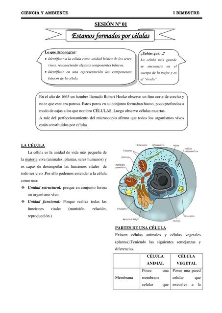 celula | john | uDocz