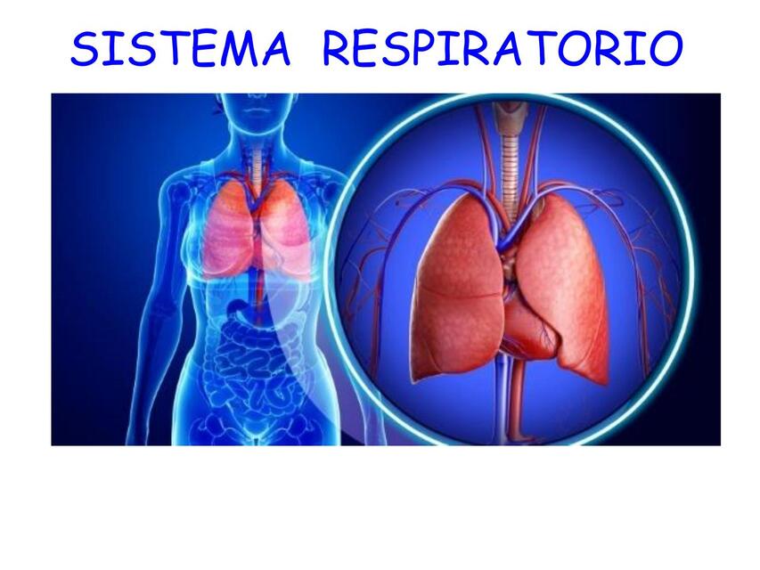 Sistema Respiratorio 1 | Pía | uDocz
