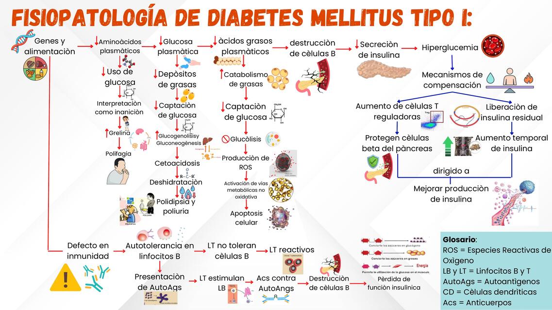 Fisiopatología de Diabetes Mellitus tipo 1 | WILSON ELIAS LOPEZ VARGAS ...