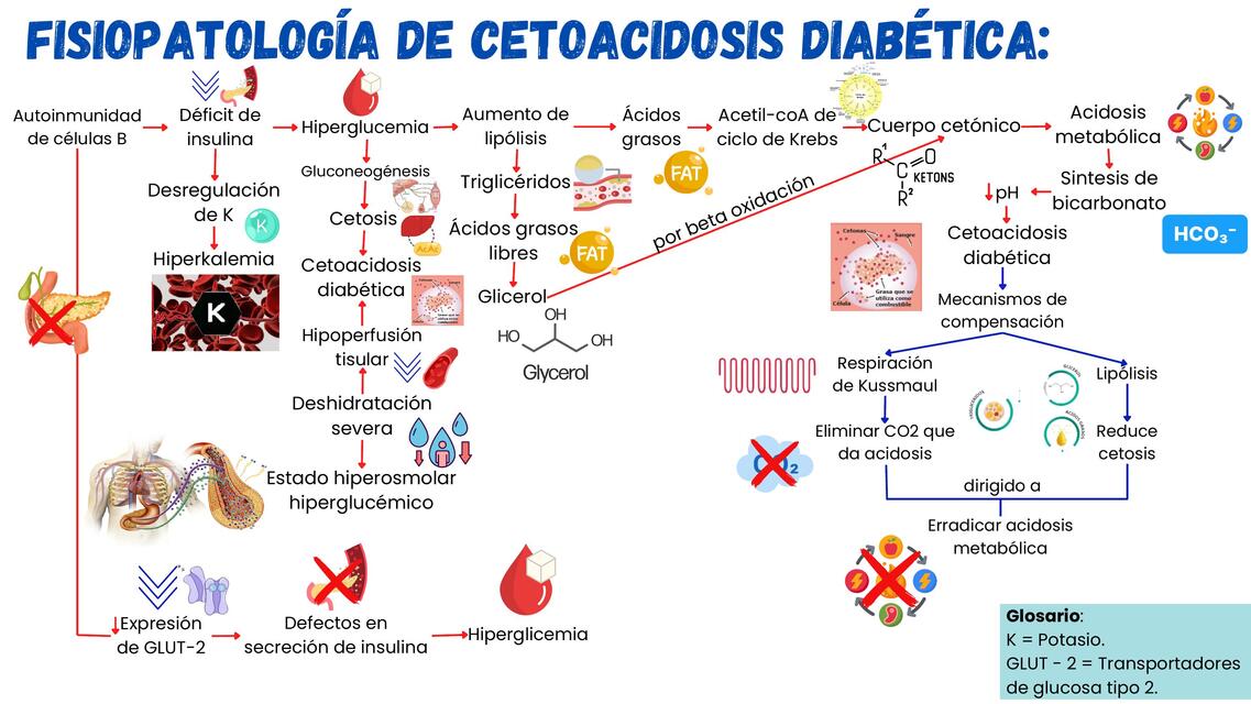 Fisiopatología de Cetoacidosis diabética | WILSON ELIAS LOPEZ VARGAS ...