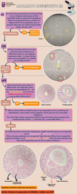 Checklist Actividad 8 Aparato digestivo II 2 | Irena | uDocz