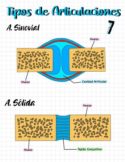 Tipos de Articulaciones | JR STUDIES 7 | uDocz