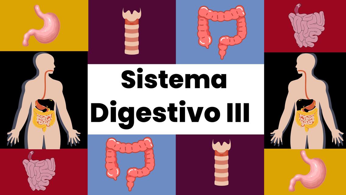 Sistema digestivo III parte | Genesis | uDocz