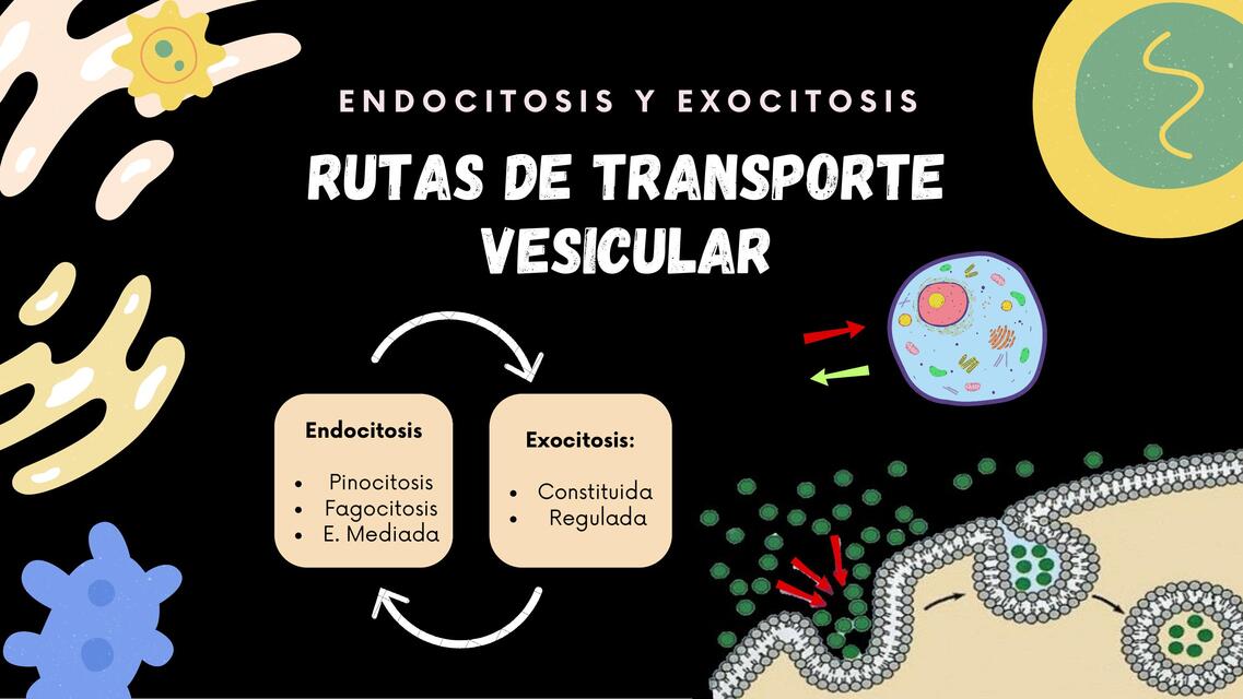 RUTAS de TRANSPORTE VESICULAR | MedEssentials.fm | uDocz