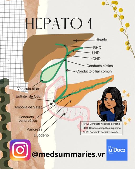 HEPATO 1 - Introducción a la hepatología 1 | Vivian Rivera ...