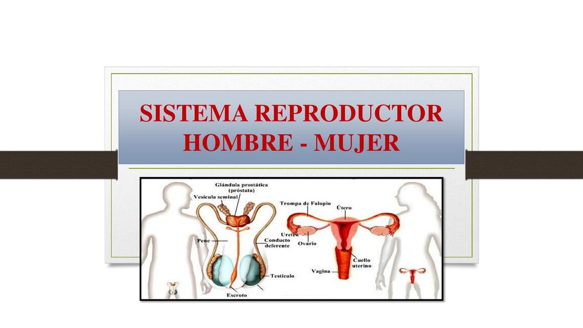 SISTEMA REPRODUCTOR MUJER Y HOMBRE | JIZEL🌻 | uDocz