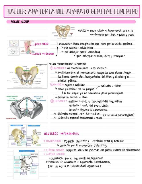 2 Taller anatomía genital femenino | Sofia Nieto | uDocz