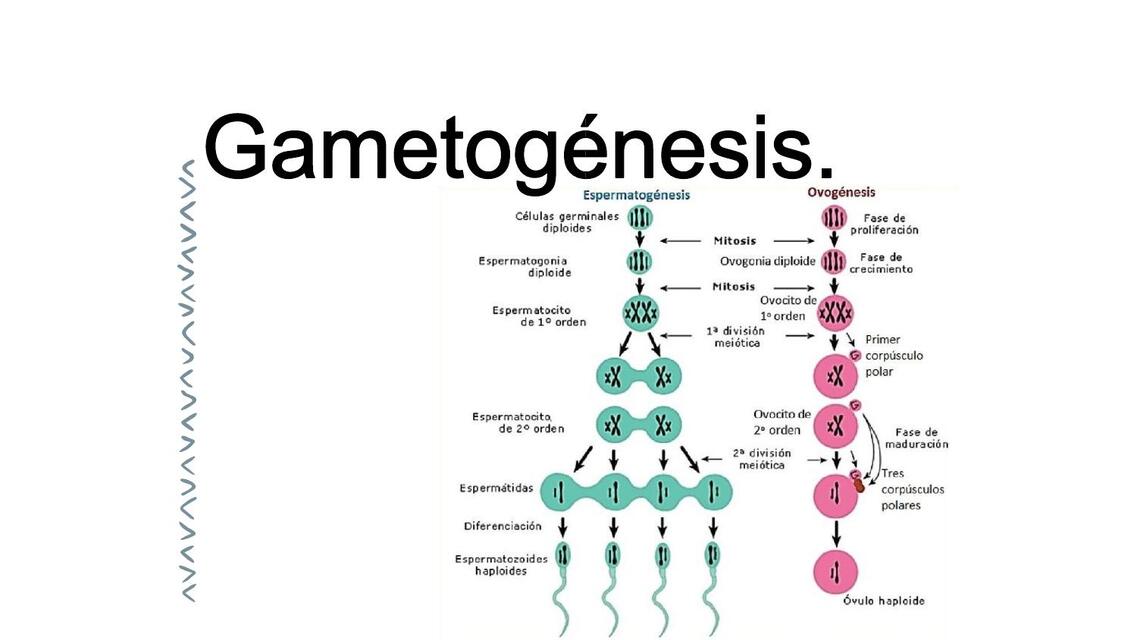 GAMETOGENESIS | Nazly Alvarez | uDocz