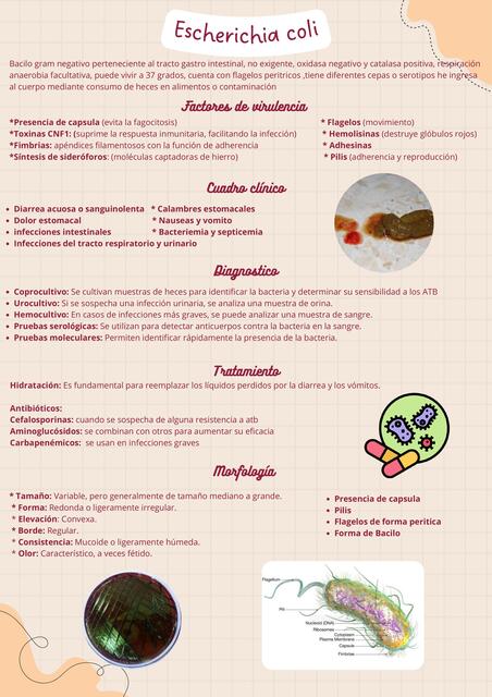 Infografía de Escherichia coli | Rubén | uDocz