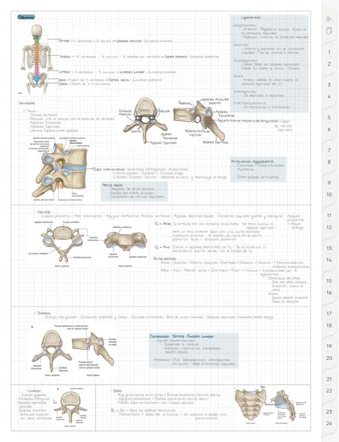 Columna | Ana Sofia Alvarez Rios | uDocz