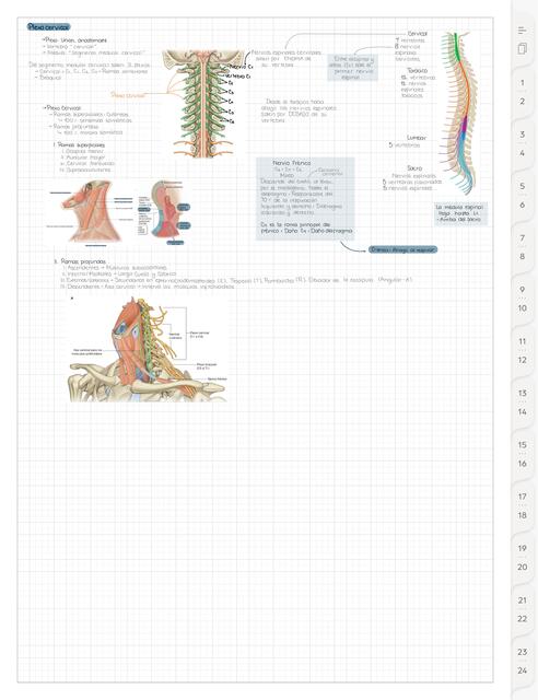Plexo Cervical | Ana Sofia Alvarez Rios | uDocz