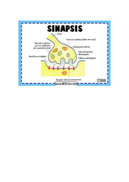 sinapsis | Mayra | uDocz