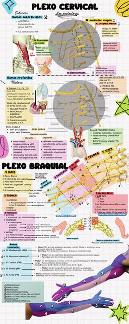 PLEXO CERVICAL Y PLEXO BRAQUIAL | Raquel Ortega | uDocz