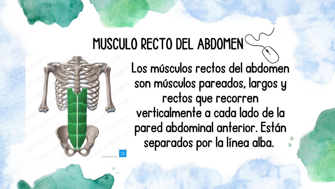 Músculo recto del abdomen | noboa | uDocz