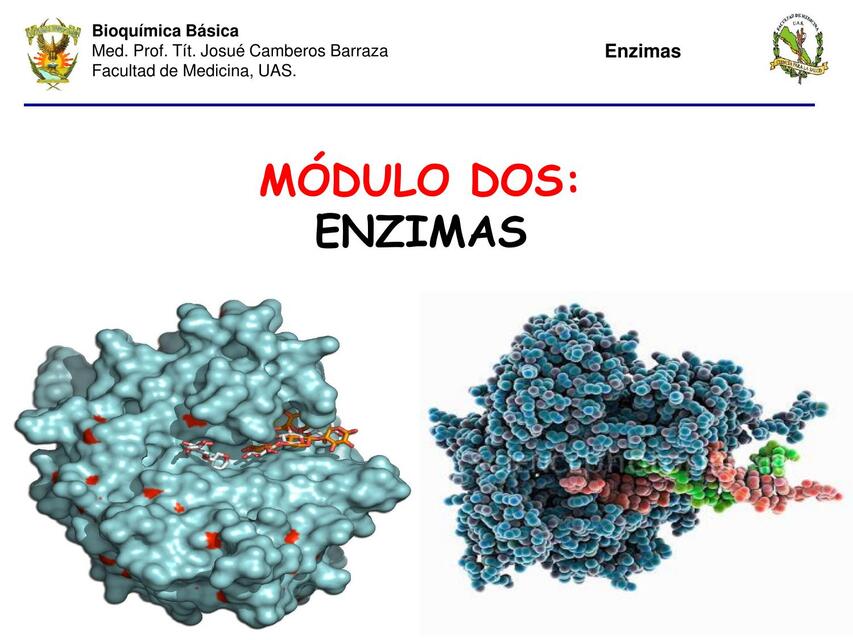 ENZIMAS | Reyna | uDocz
