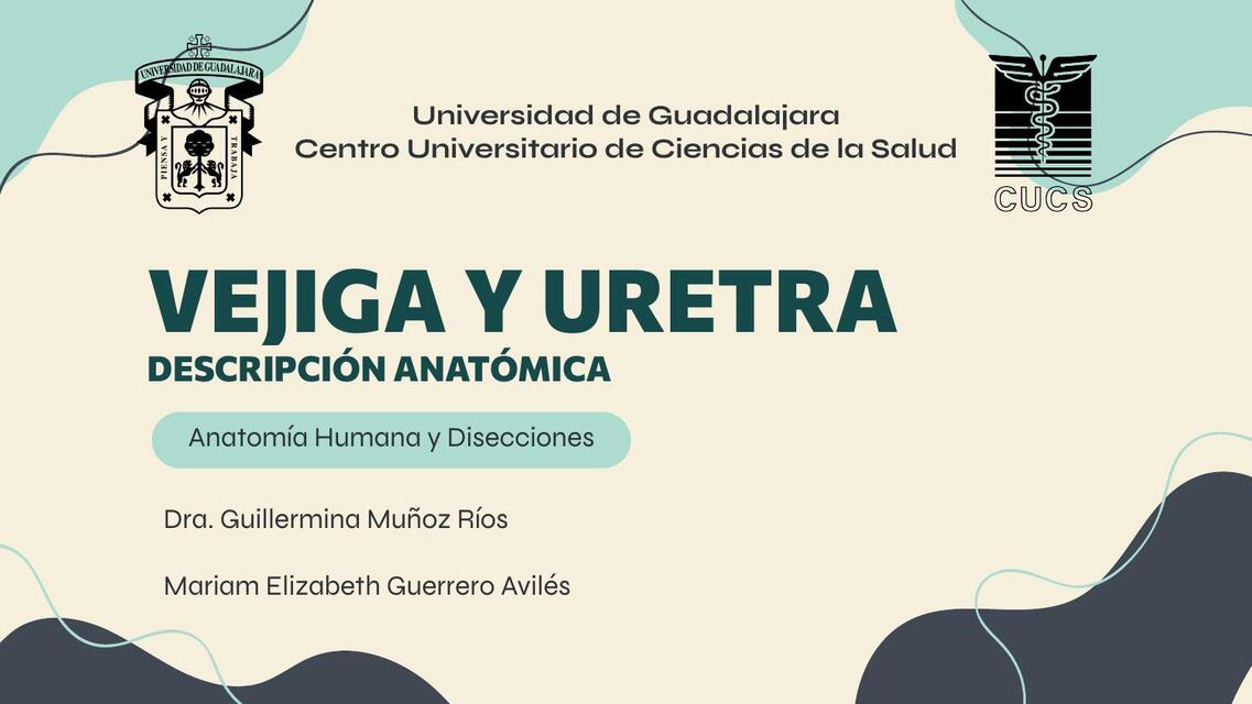 Flashcards de Vejiga y uretra | Por MARIAM ELIZABETH | uDocz