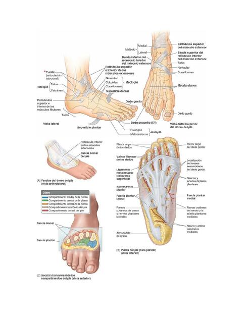 pie nervios musculos tendones | Rodrigo Andrés Gómez Fernández | uDocz