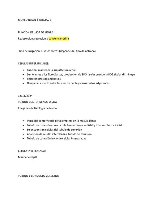 MORFO RENAL | Stephanie | uDocz