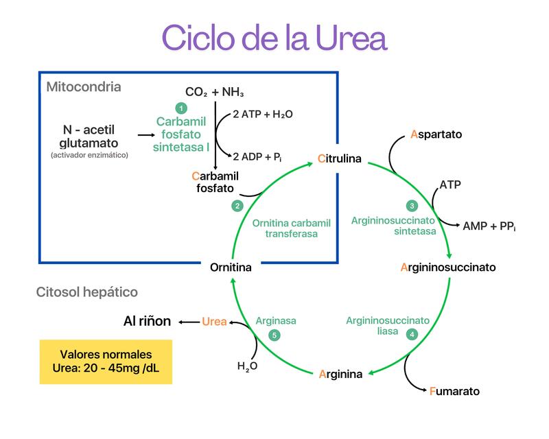 Ciclo de la Urea 100 ancho x 80 alto cm | ADRIANA NICOLE TORRICO ESCALANTE | uDocz