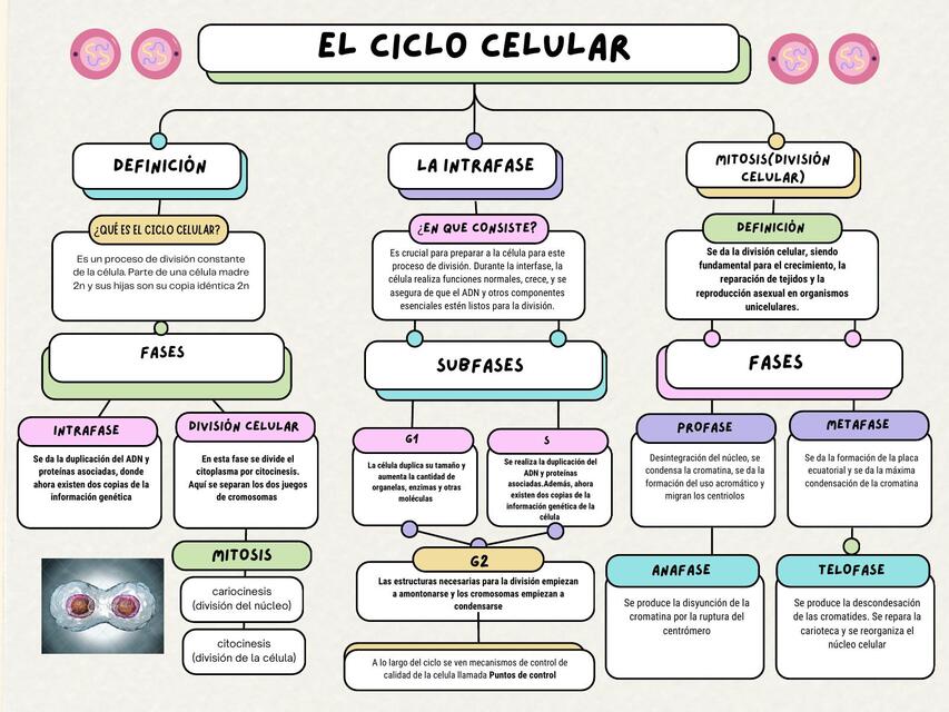 Ciclo celular- mapa conceptual | Tatiana Sofia Farroñan Ñaca | uDocz